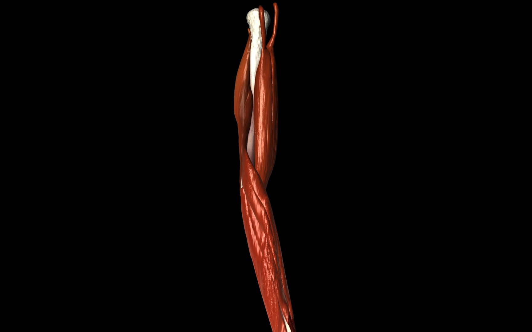 3d Medically Accurate Elbow Joint Model