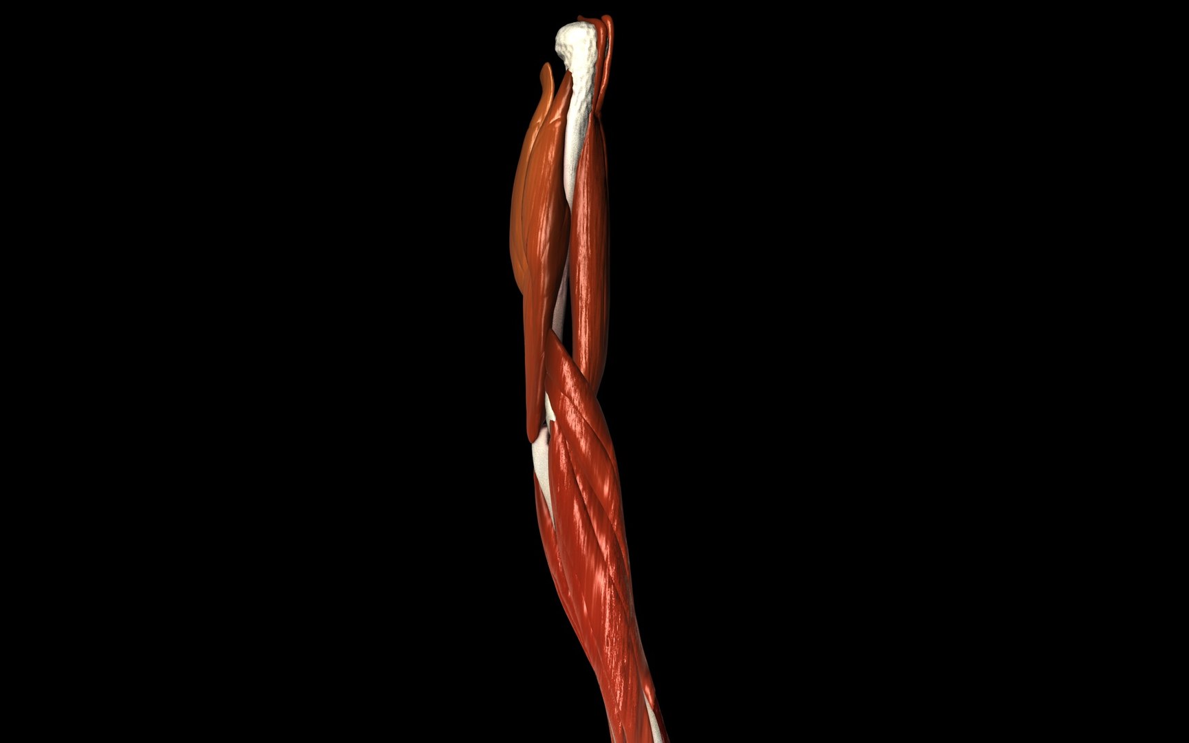 3d medically accurate elbow joint model