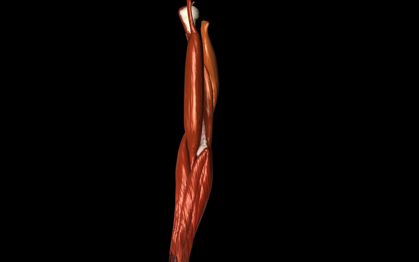 3d medically accurate elbow joint model