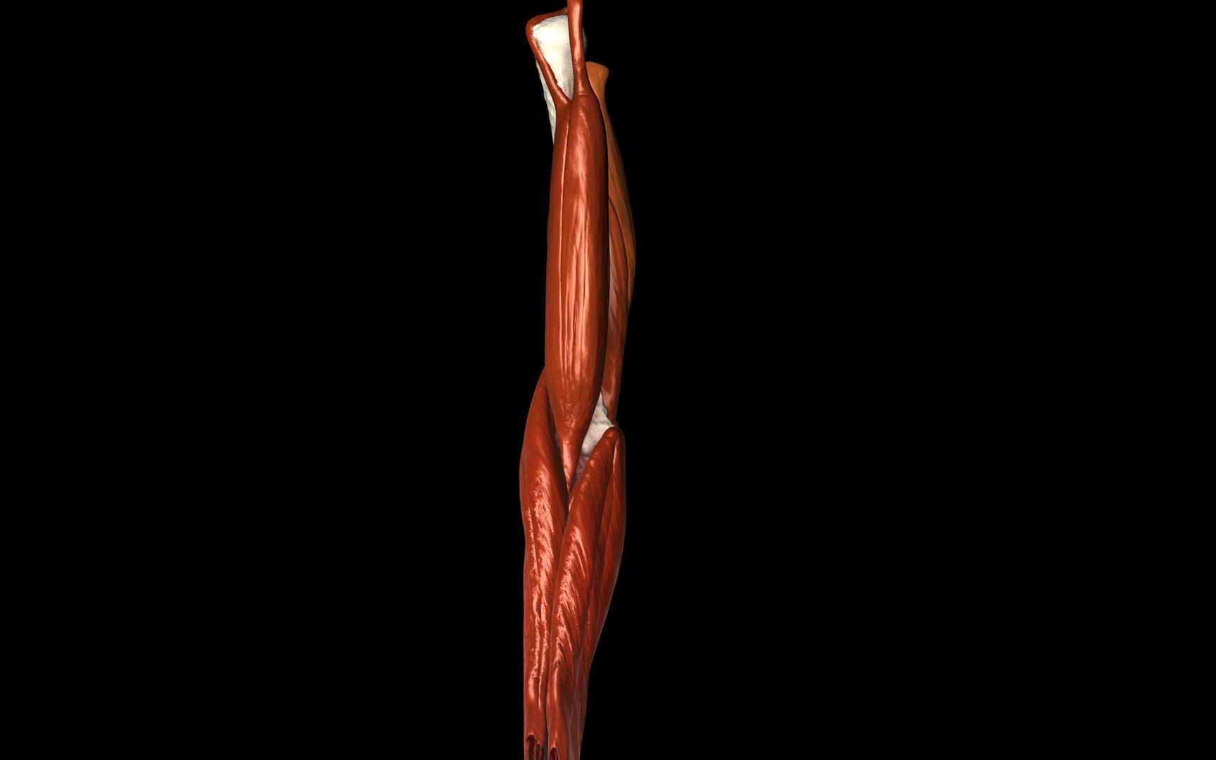 3d medically accurate elbow joint model