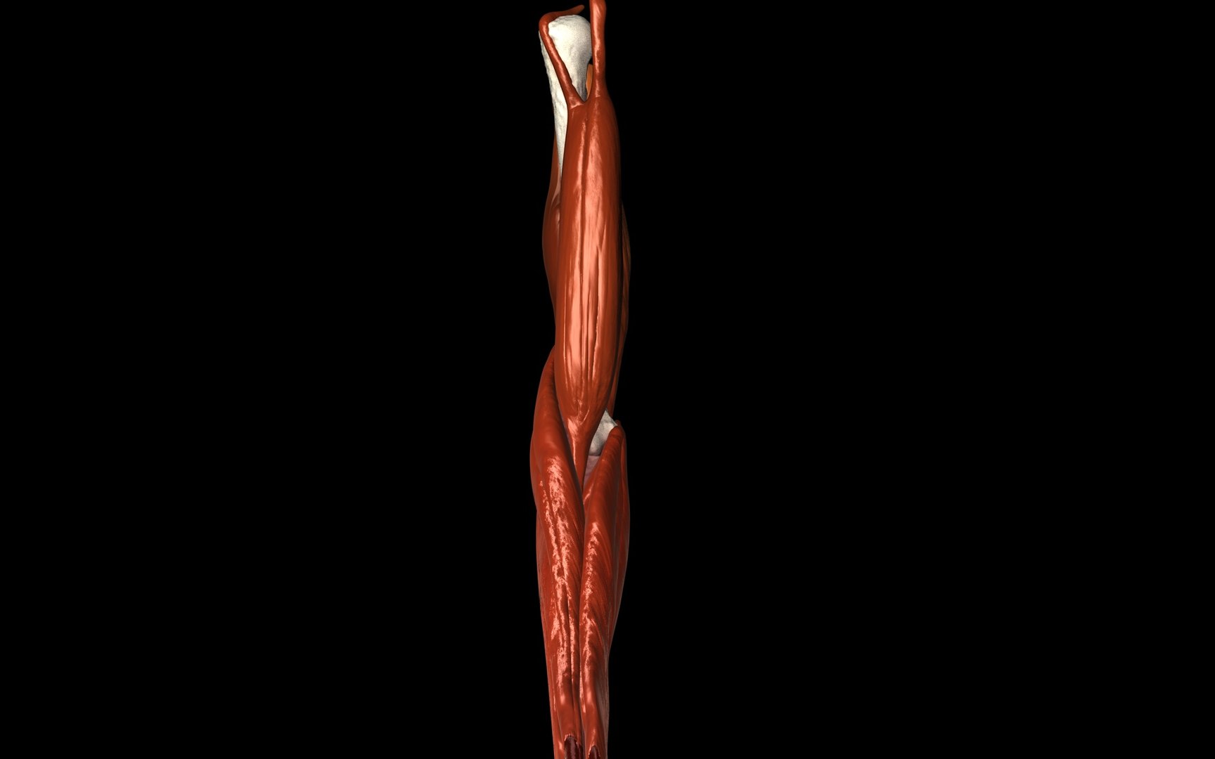 3d medically accurate elbow joint model