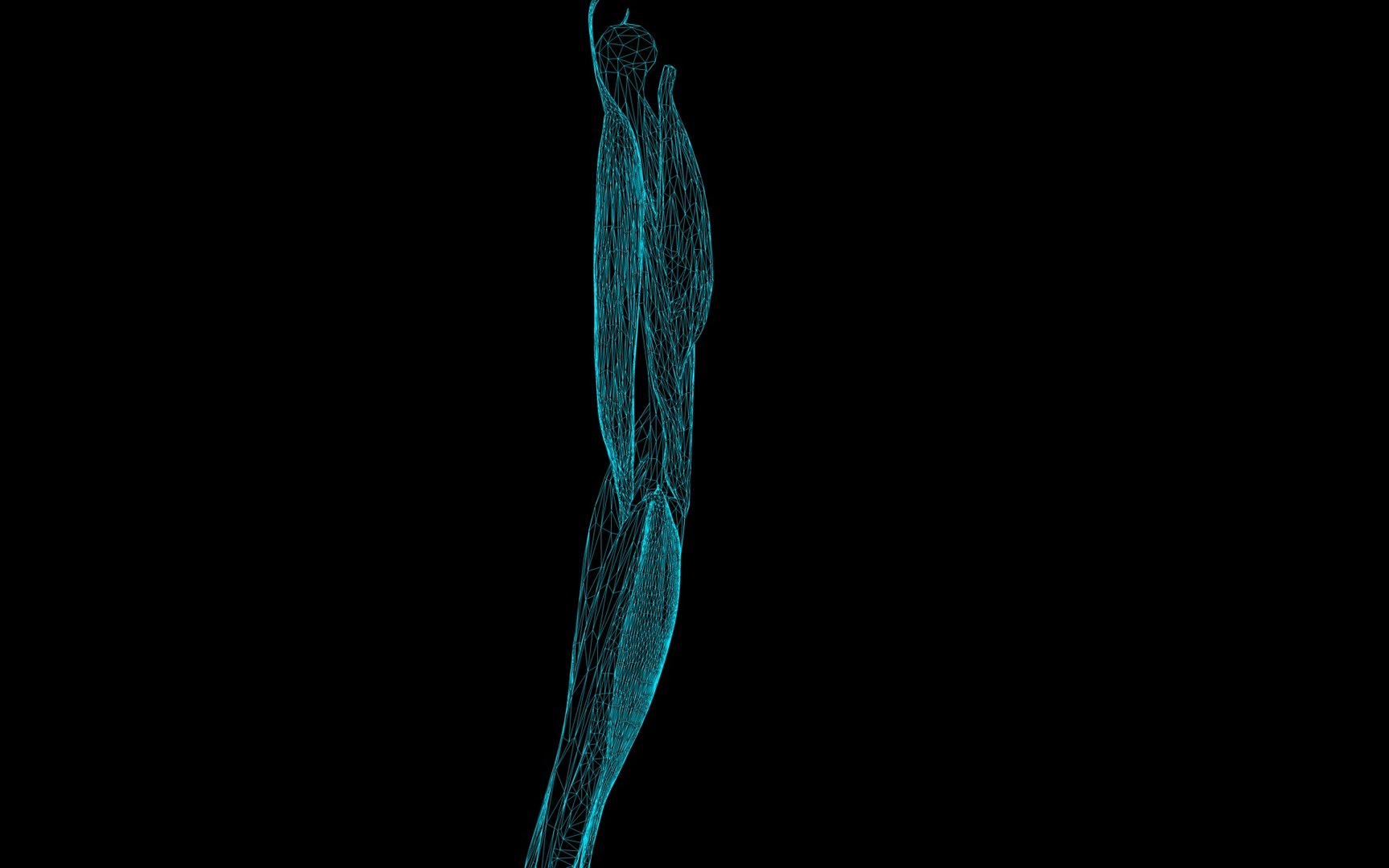 3d Medically Accurate Elbow Joint Model