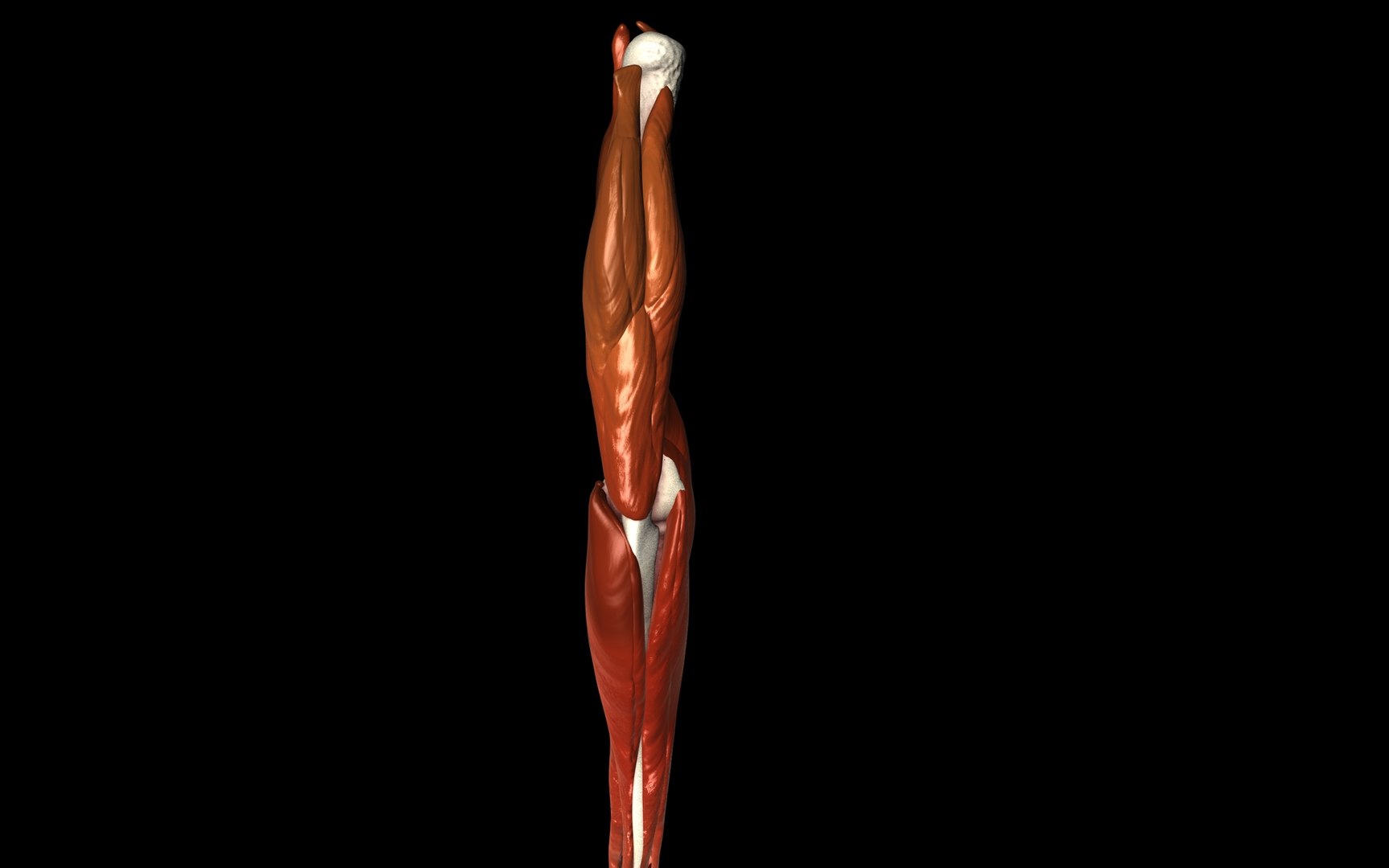 3d medically accurate elbow joint model