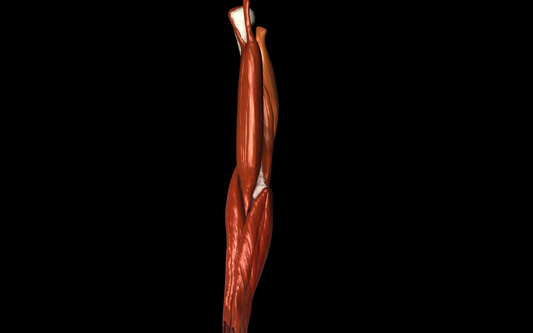 3d medically accurate elbow joint model