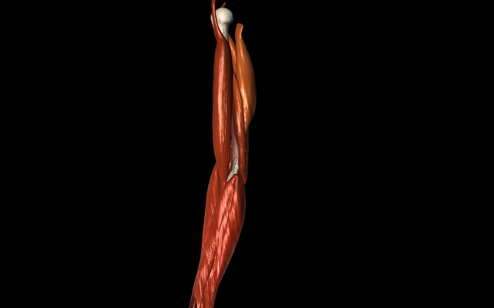 3d medically accurate elbow joint model
