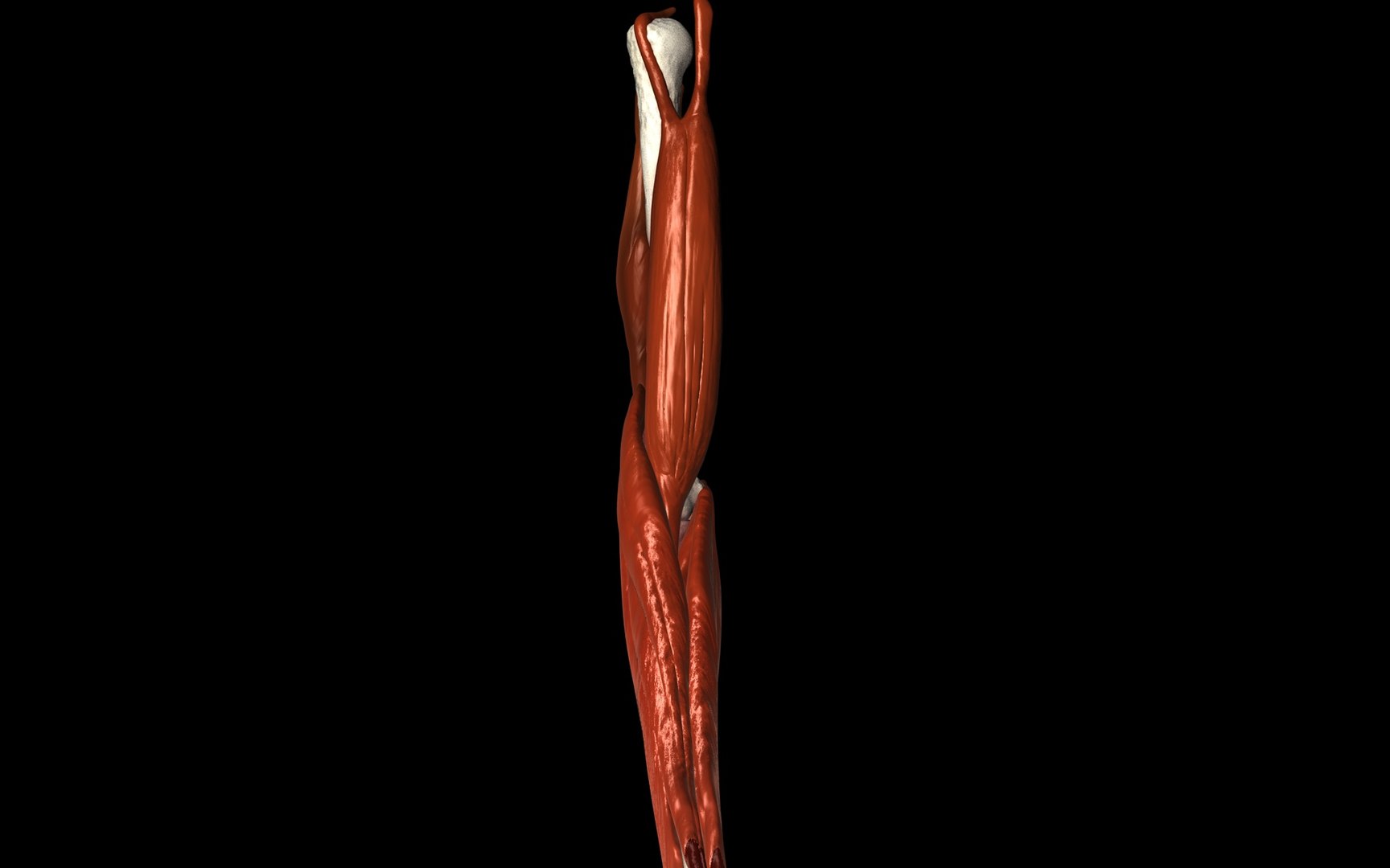 3d medically accurate elbow joint model