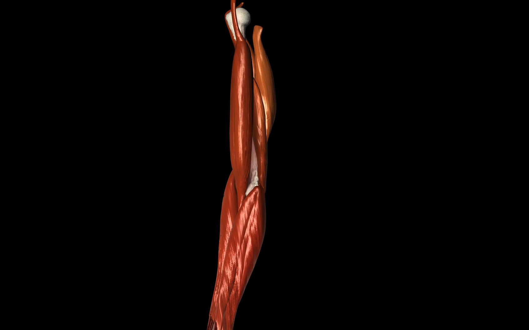 3d medically accurate elbow joint model