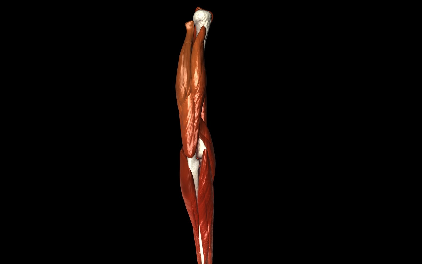 3d medically accurate elbow joint model