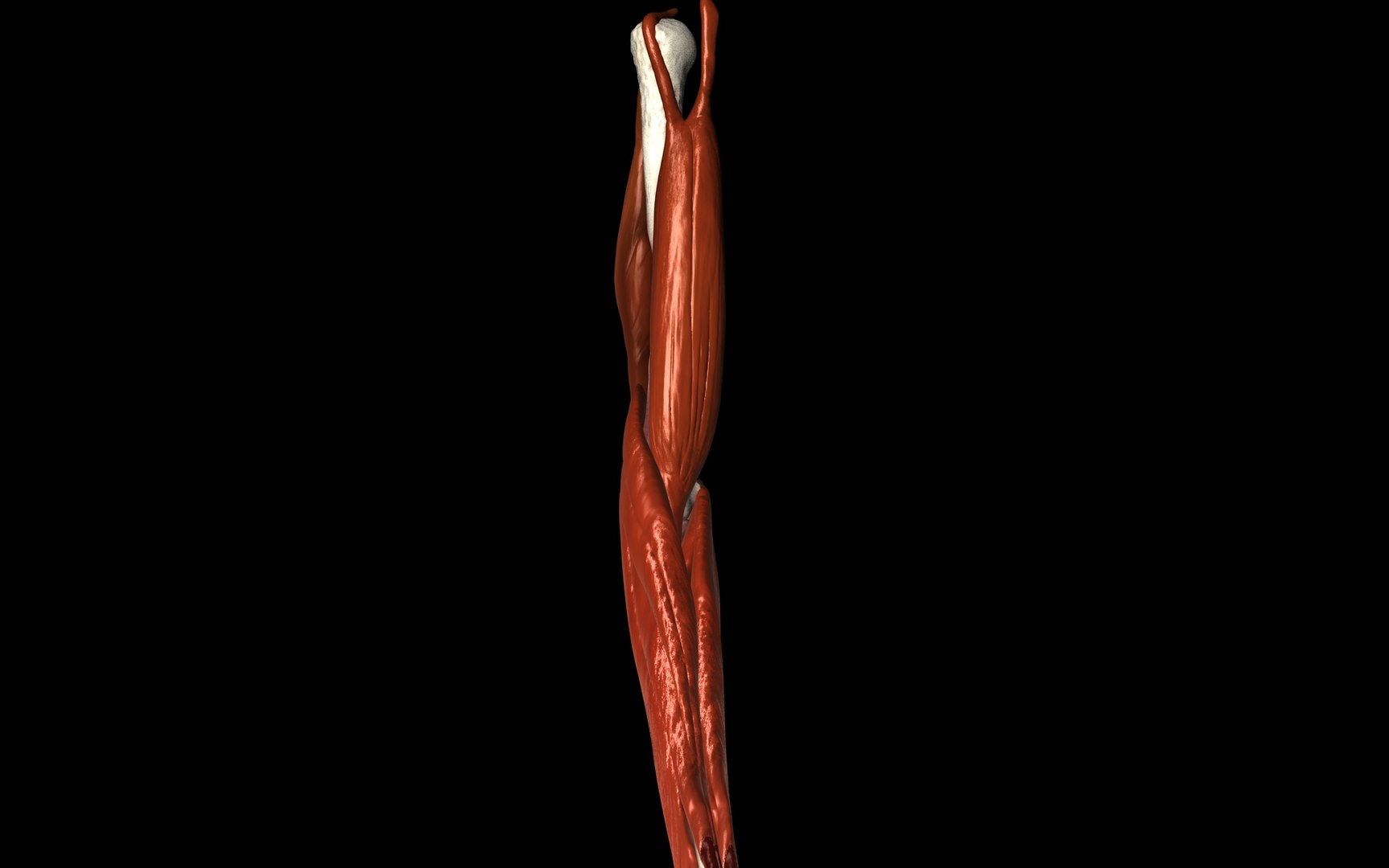 3d medically accurate elbow joint model