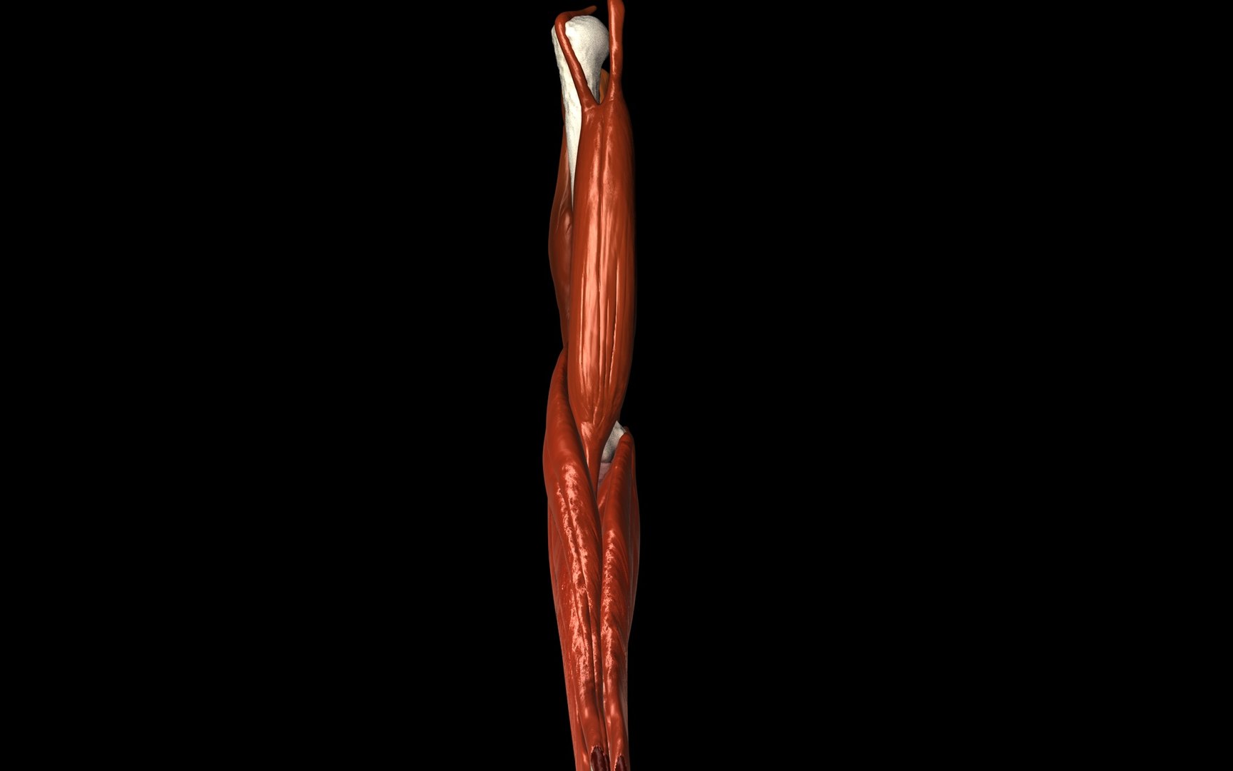 3d medically accurate elbow joint model