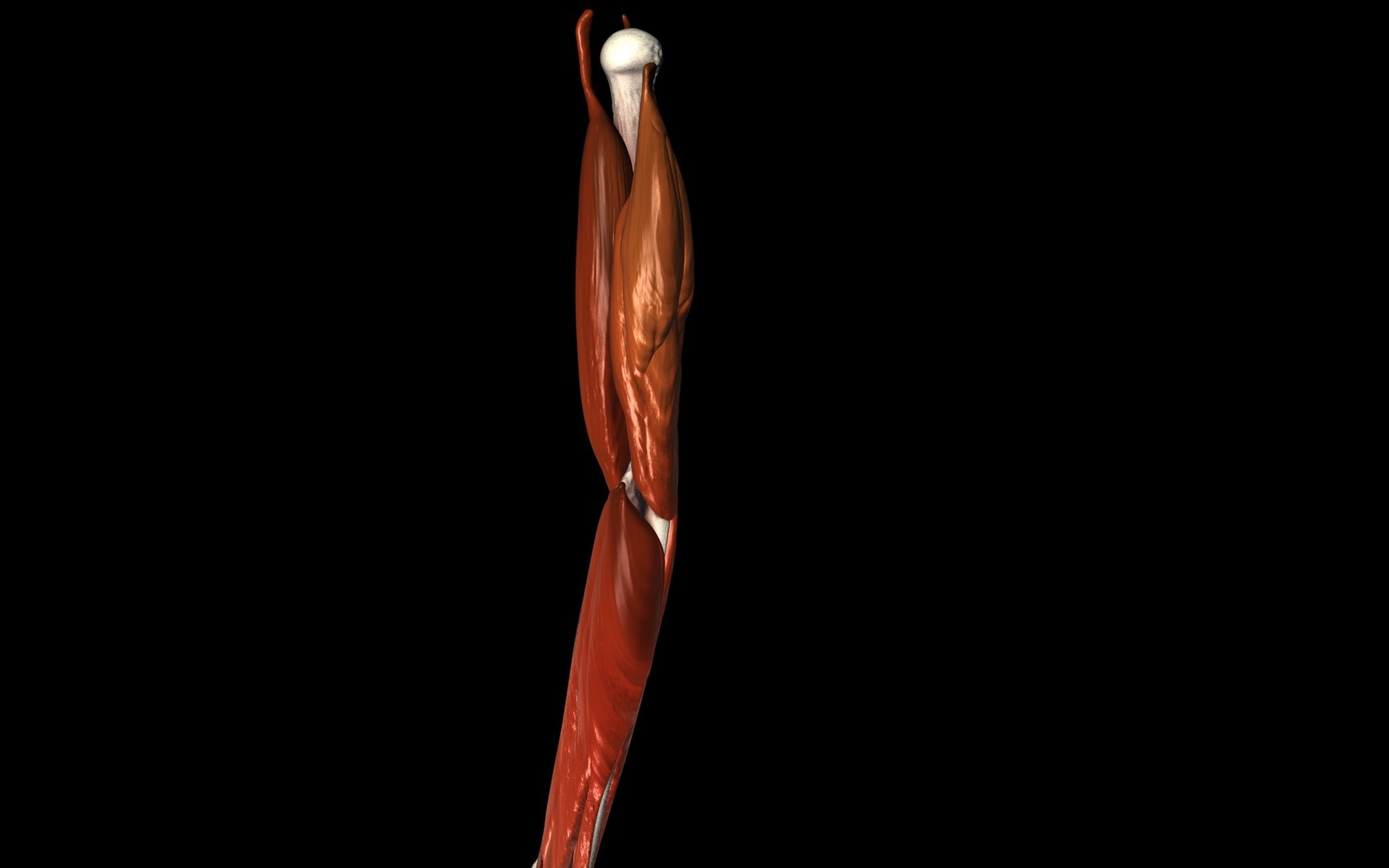 3d medically accurate elbow joint model