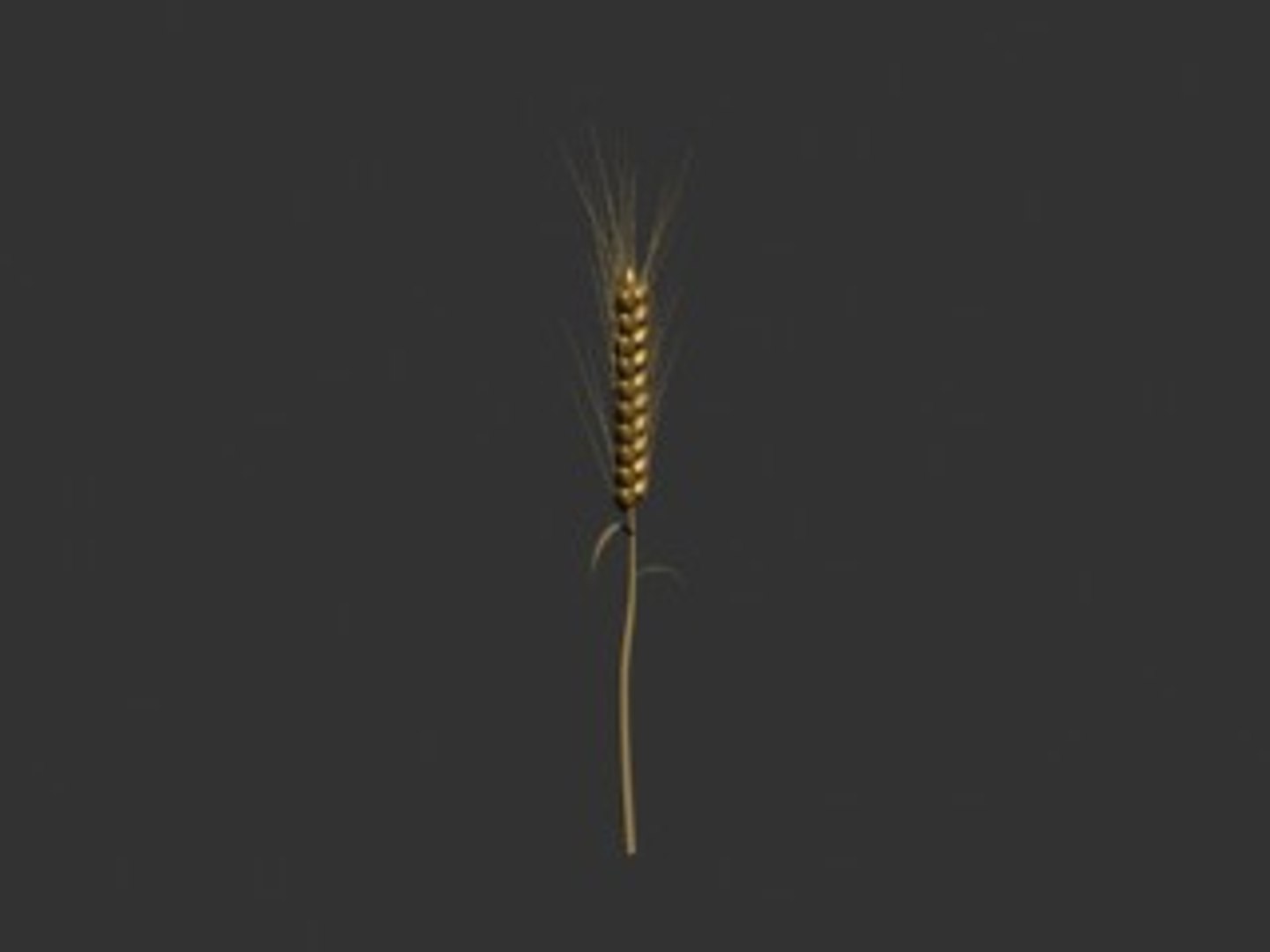 3d wheat model