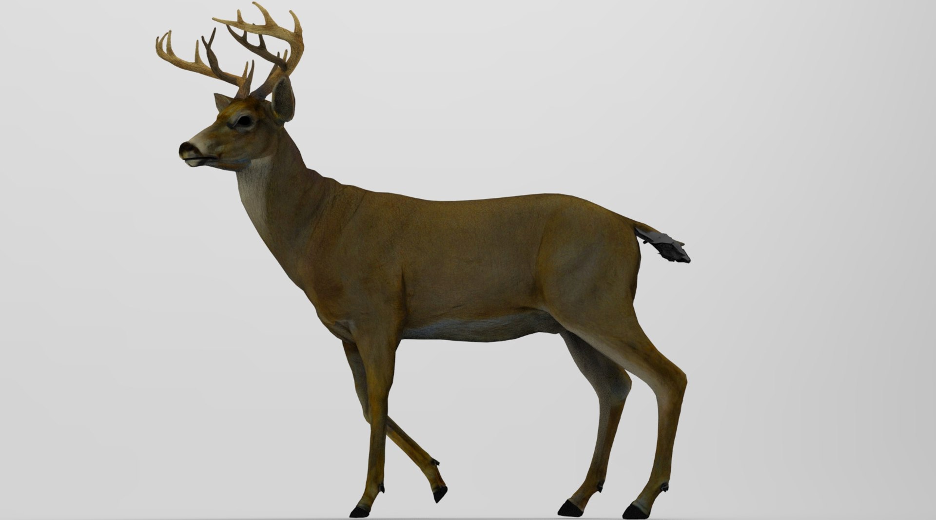 3D Deer - TurboSquid 2110054