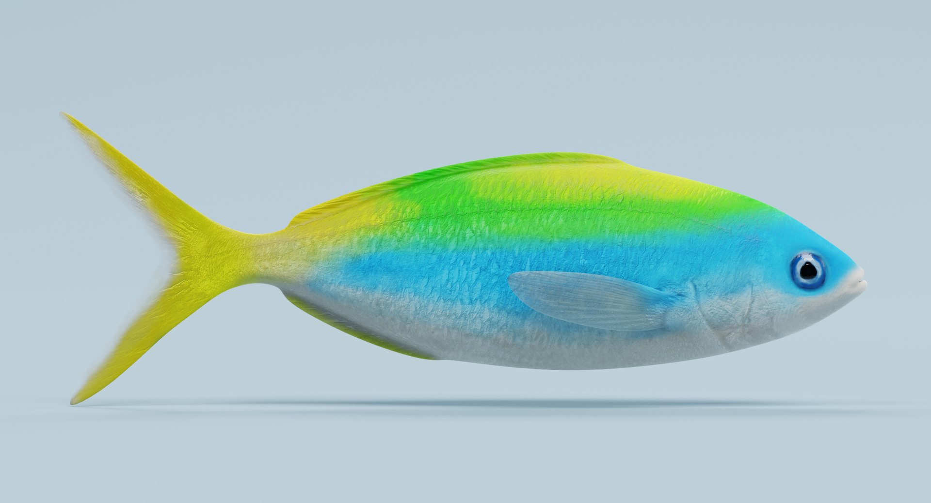 Yellowback Fusilier 3D Model - TurboSquid 1244950