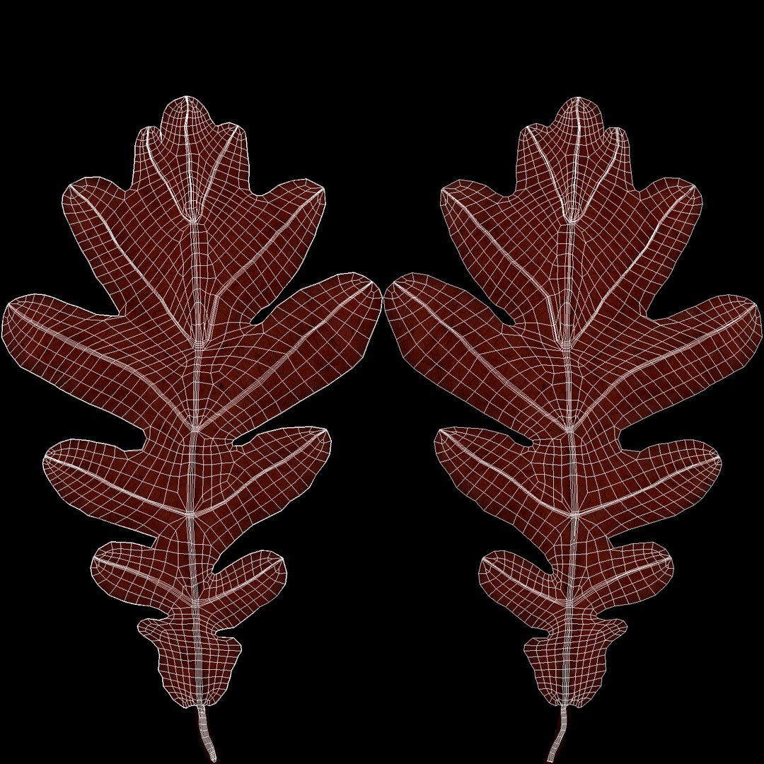 3d Red Oak Leaf