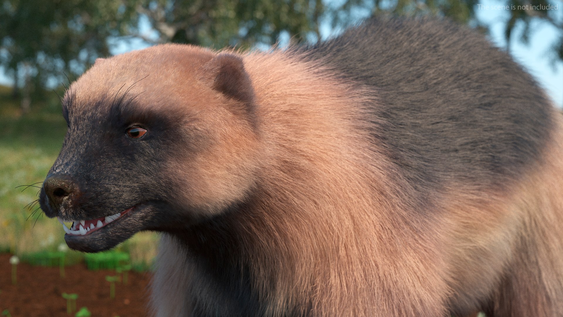 3D Model Wolverine Light Color Fur Rigged - TurboSquid 2159258