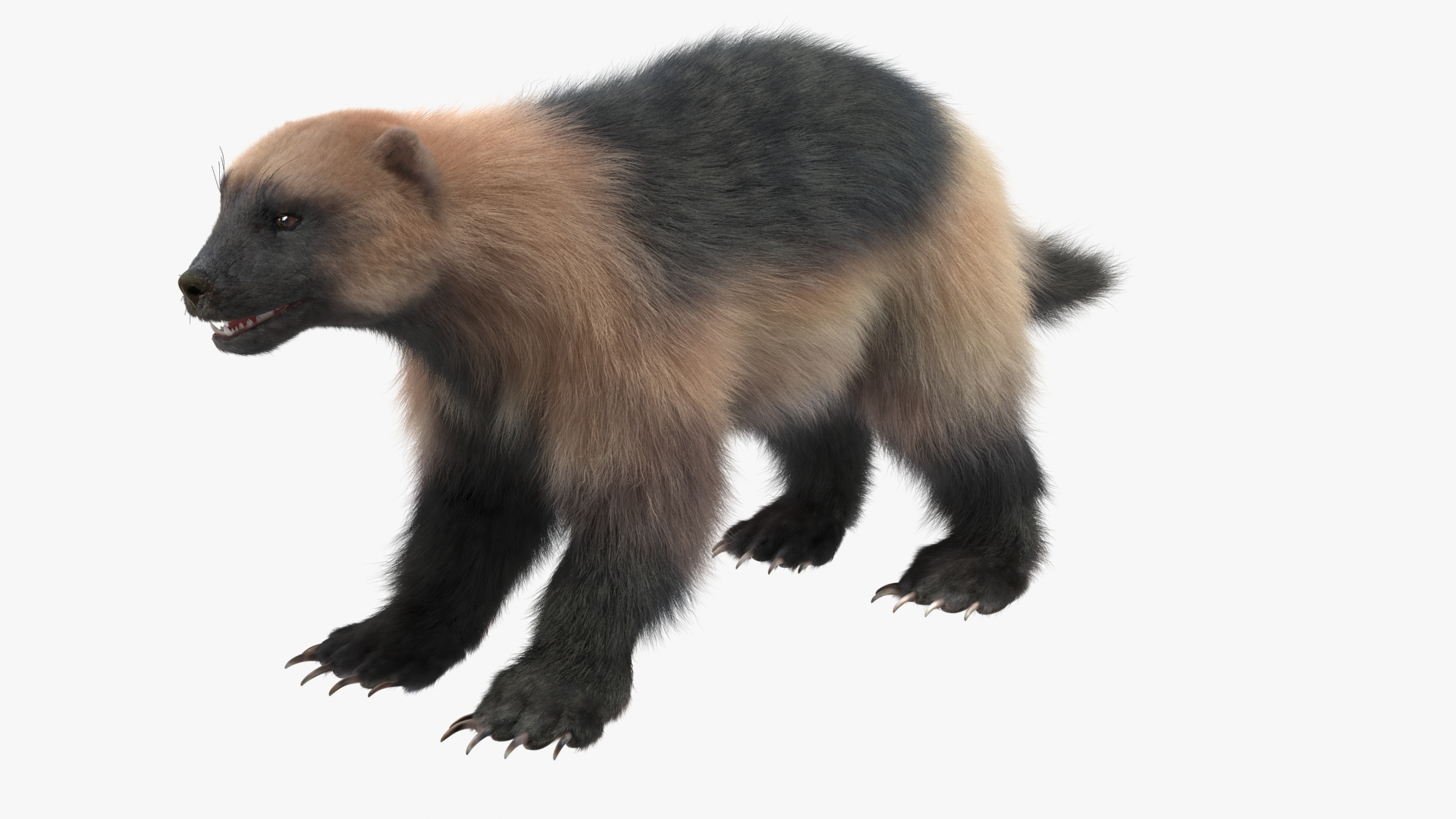 3D Model Wolverine Light Color Fur Rigged - TurboSquid 2159258