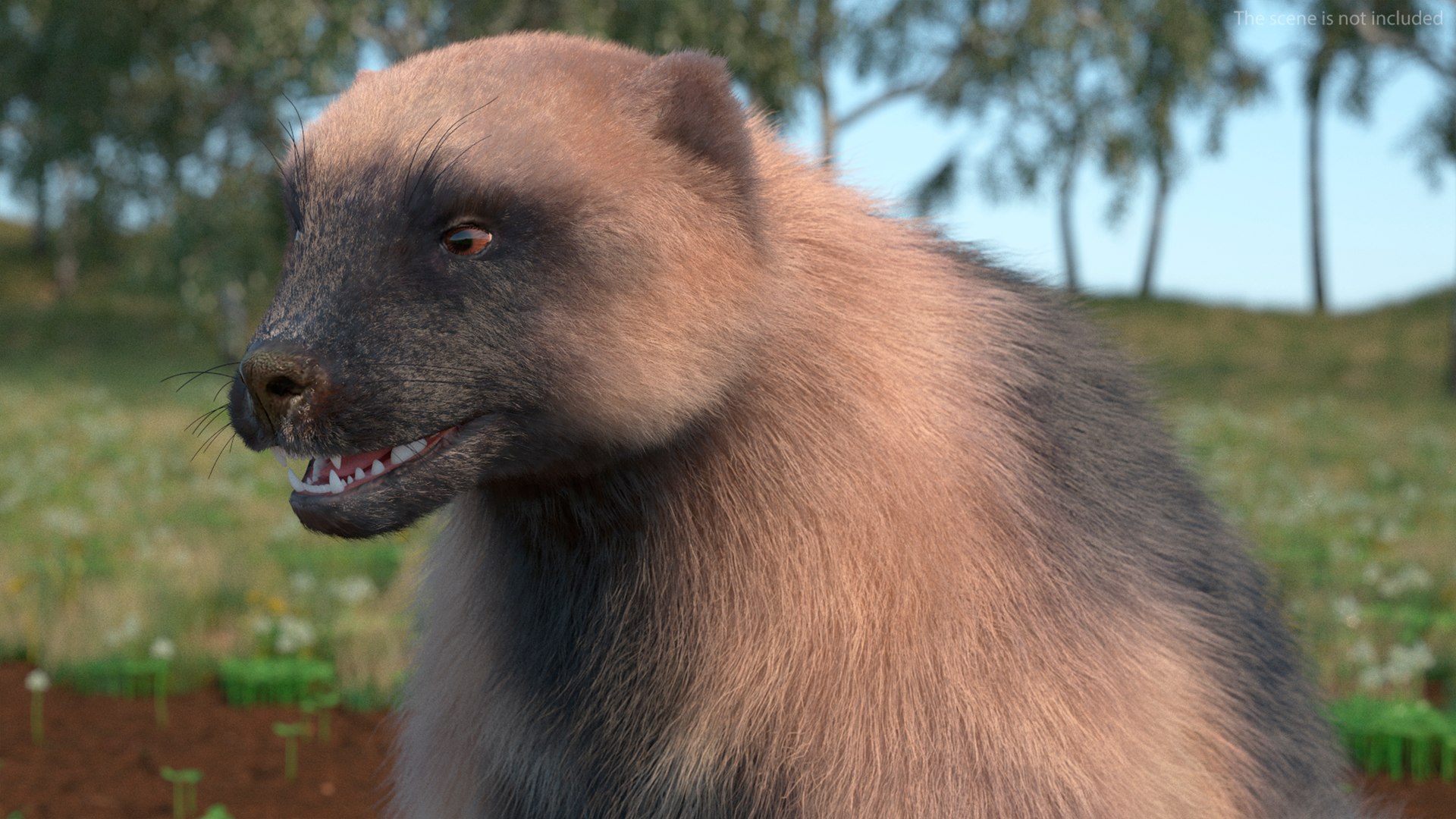 3D Model Wolverine Light Color Fur Rigged - TurboSquid 2159258