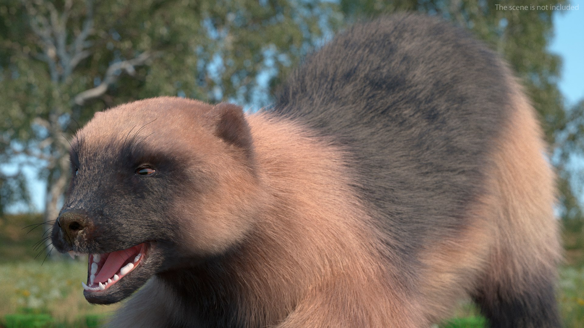 3D Model Wolverine Light Color Fur Rigged - TurboSquid 2159258