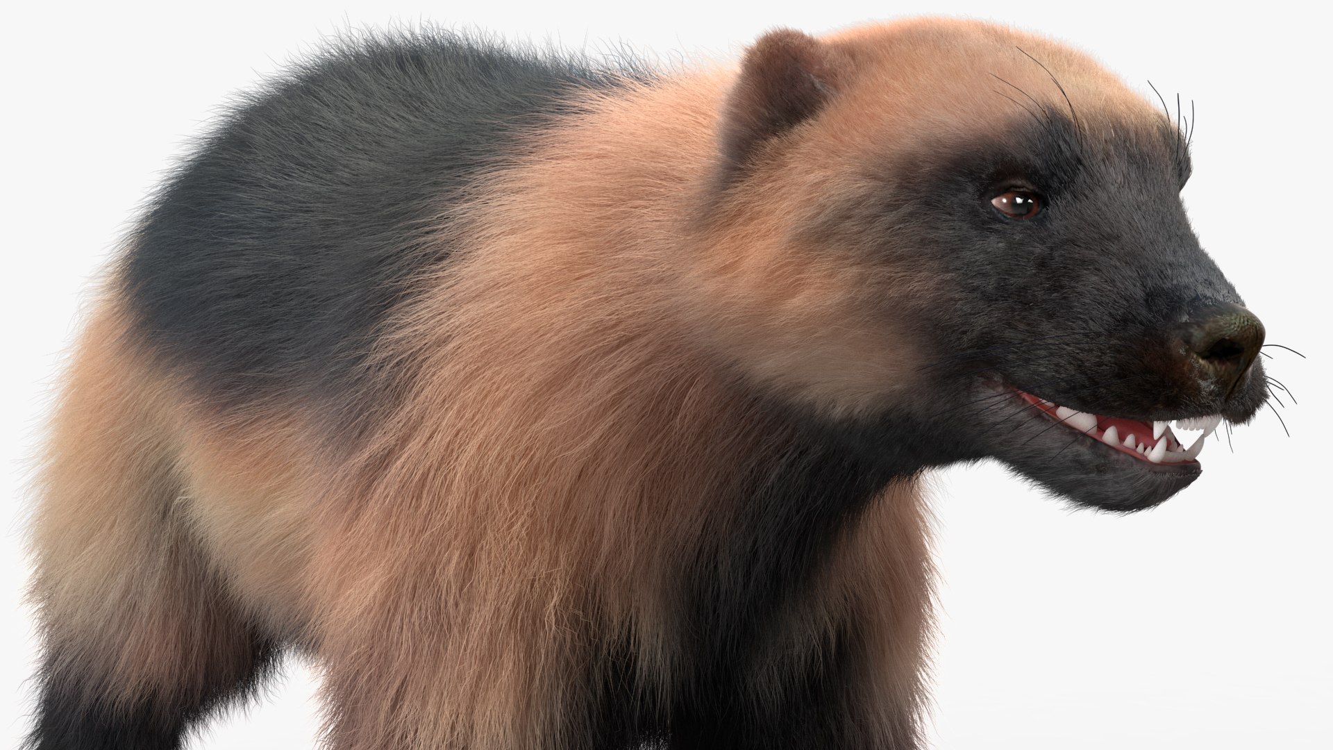 3D model Wolverine Light Color Fur Rigged - TurboSquid 2159258