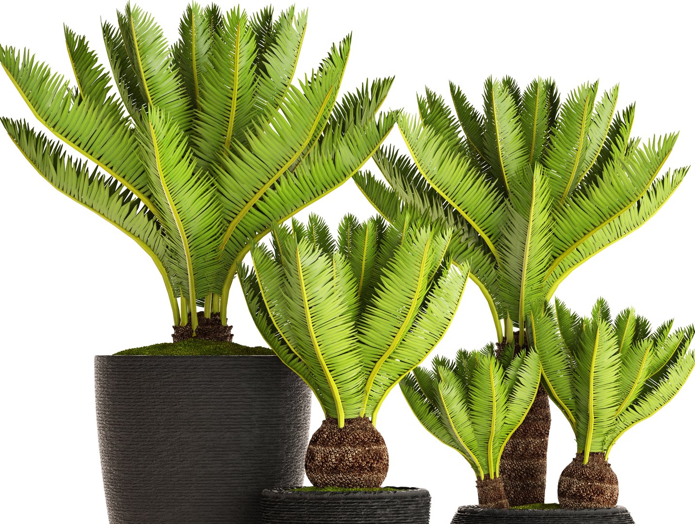 Cycas Palm Tree Model - TurboSquid 1170440