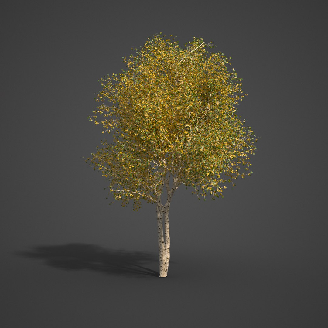 Birch Tree Nature 3D Model - TurboSquid 1676902