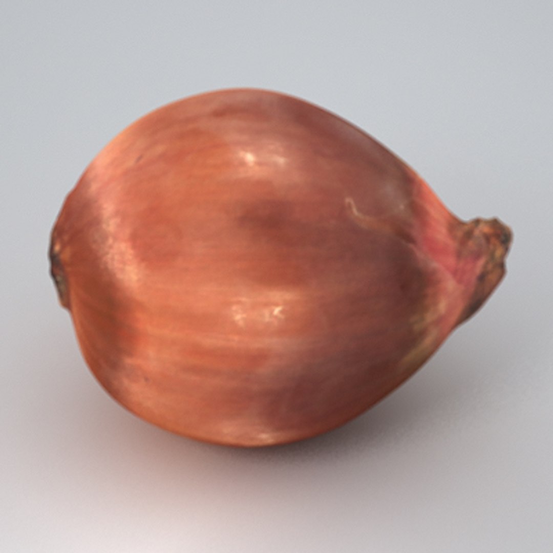 Onion 3d Model