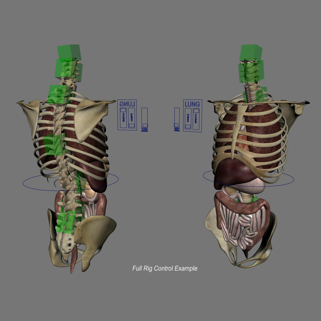 Anatomy Rigged Torso Ma