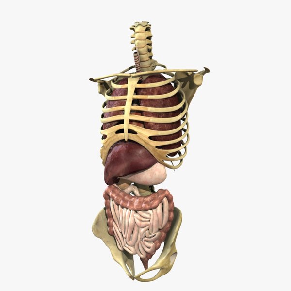 3d human brain model