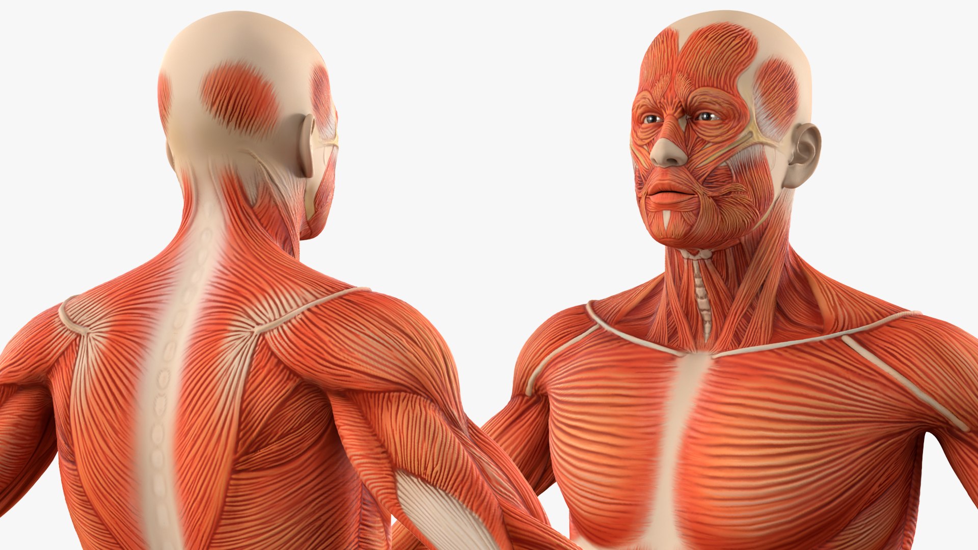 Male Muscular System Anatomy Rigged For Maya 3D Model - TurboSquid 2414861