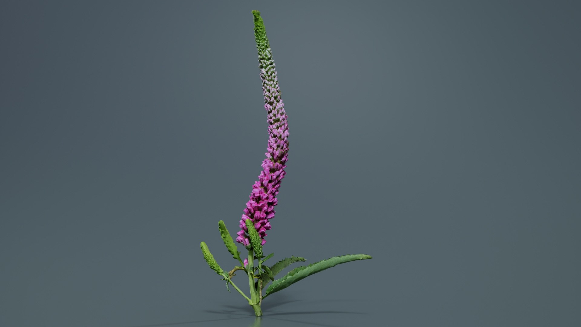 Summer Lilac Buddleja Davidii Butterfly Bush Remastered 3D Model ...