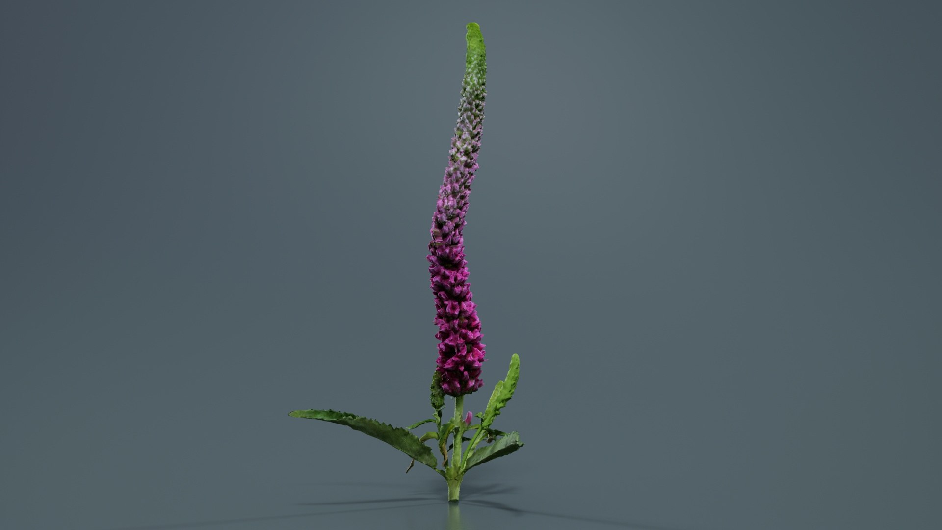 Summer Lilac Buddleja Davidii Butterfly Bush Remastered 3D Model ...