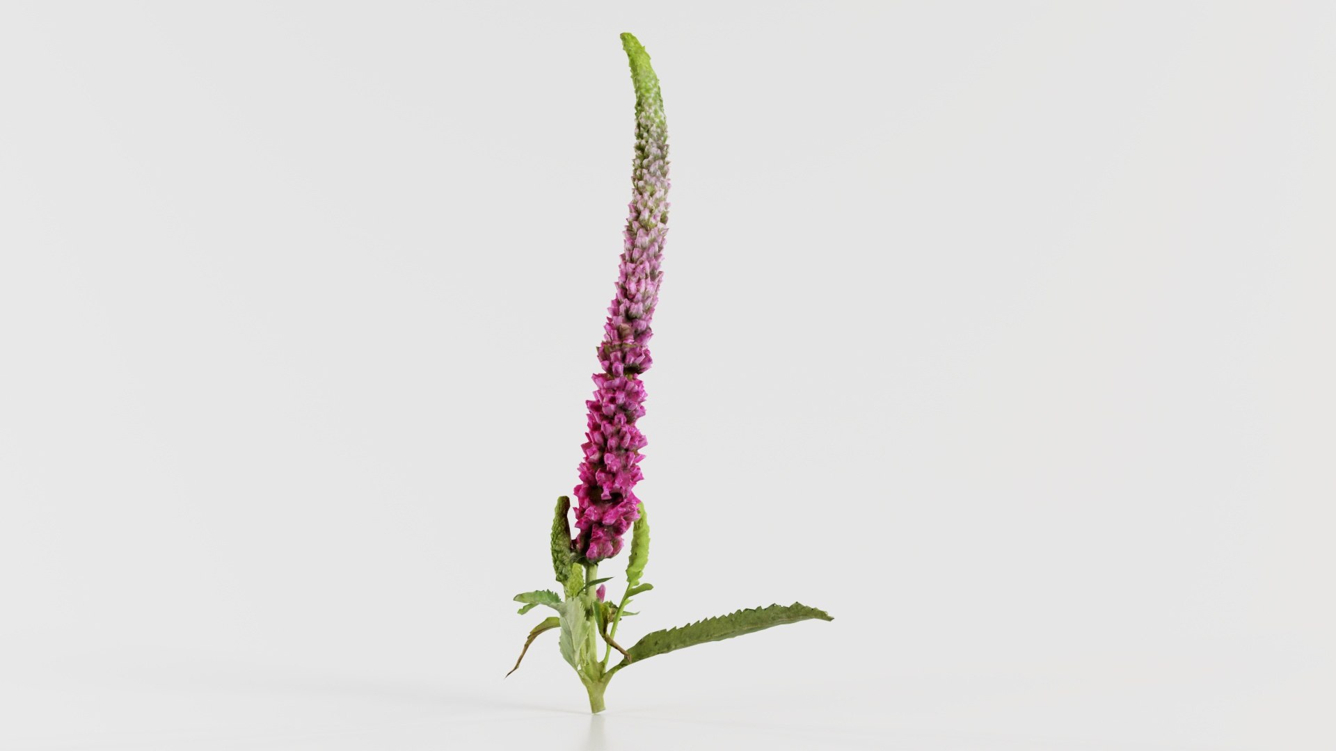 Summer Lilac Buddleja Davidii Butterfly Bush Remastered 3D Model ...