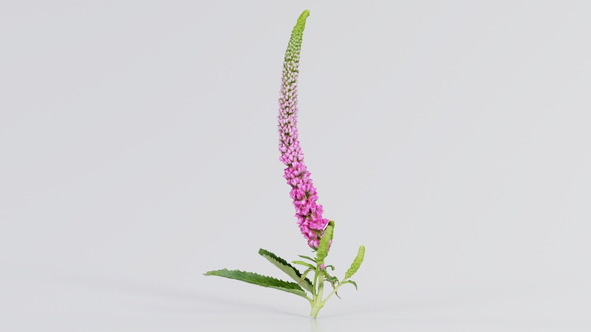 Summer Lilac Buddleja Davidii Butterfly Bush Remastered 3D Model ...