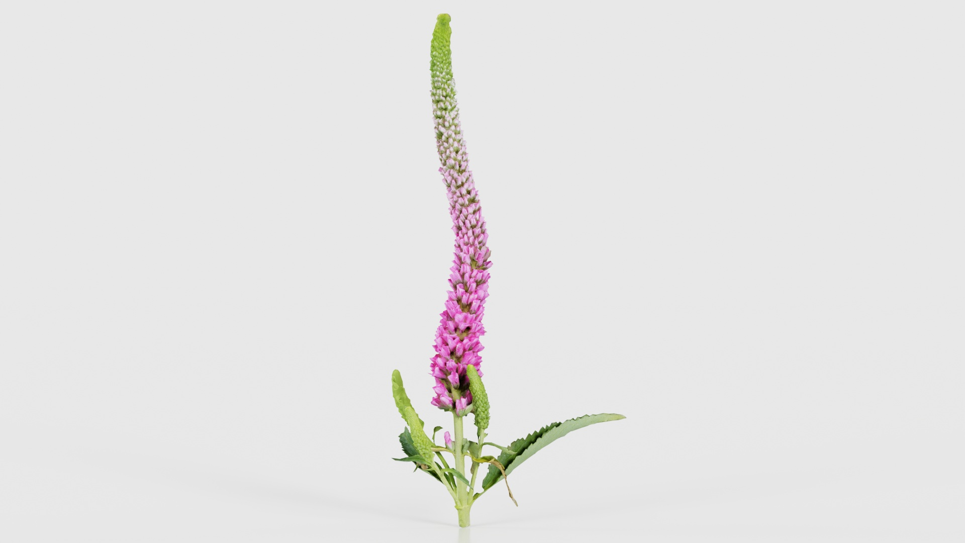 Summer Lilac Buddleja Davidii Butterfly Bush Remastered 3D Model ...