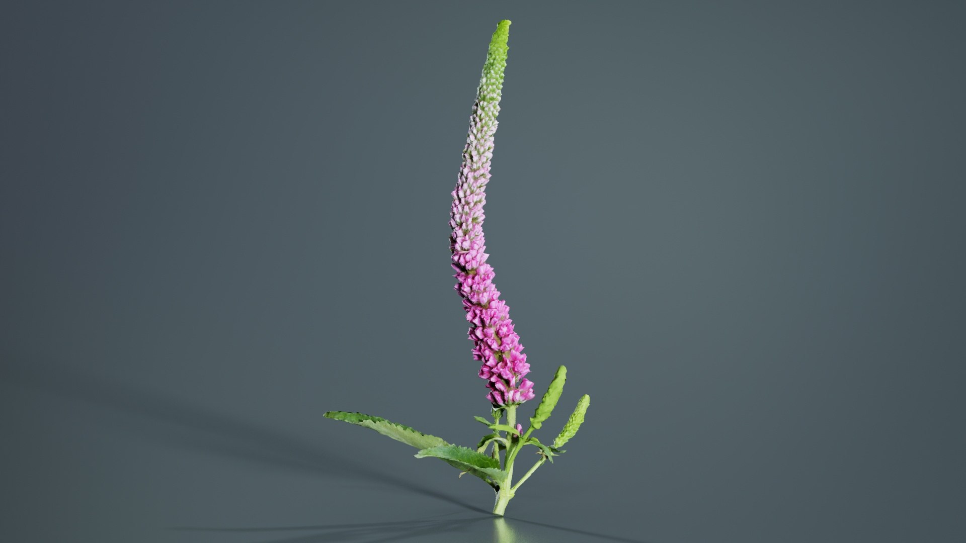 Summer Lilac Buddleja Davidii Butterfly Bush Remastered 3D Model ...