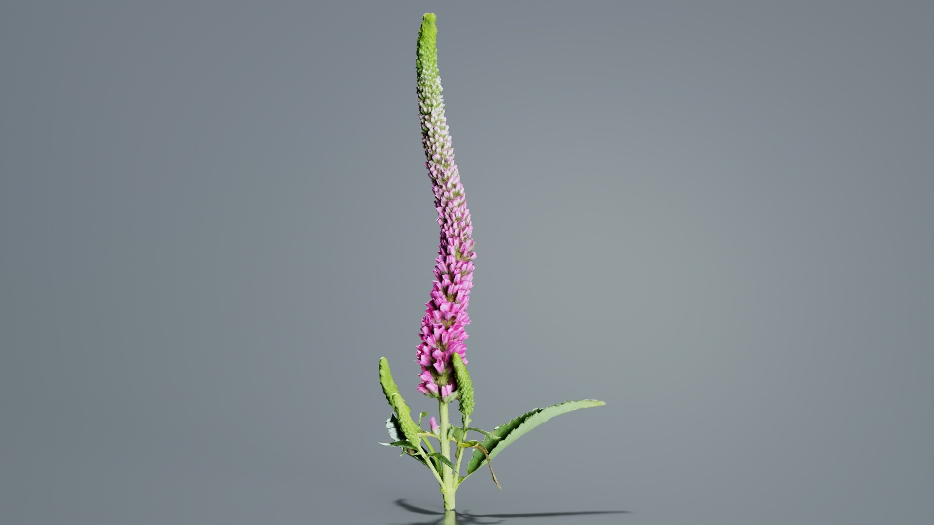 Summer Lilac Buddleja Davidii Butterfly Bush Remastered 3D Model ...