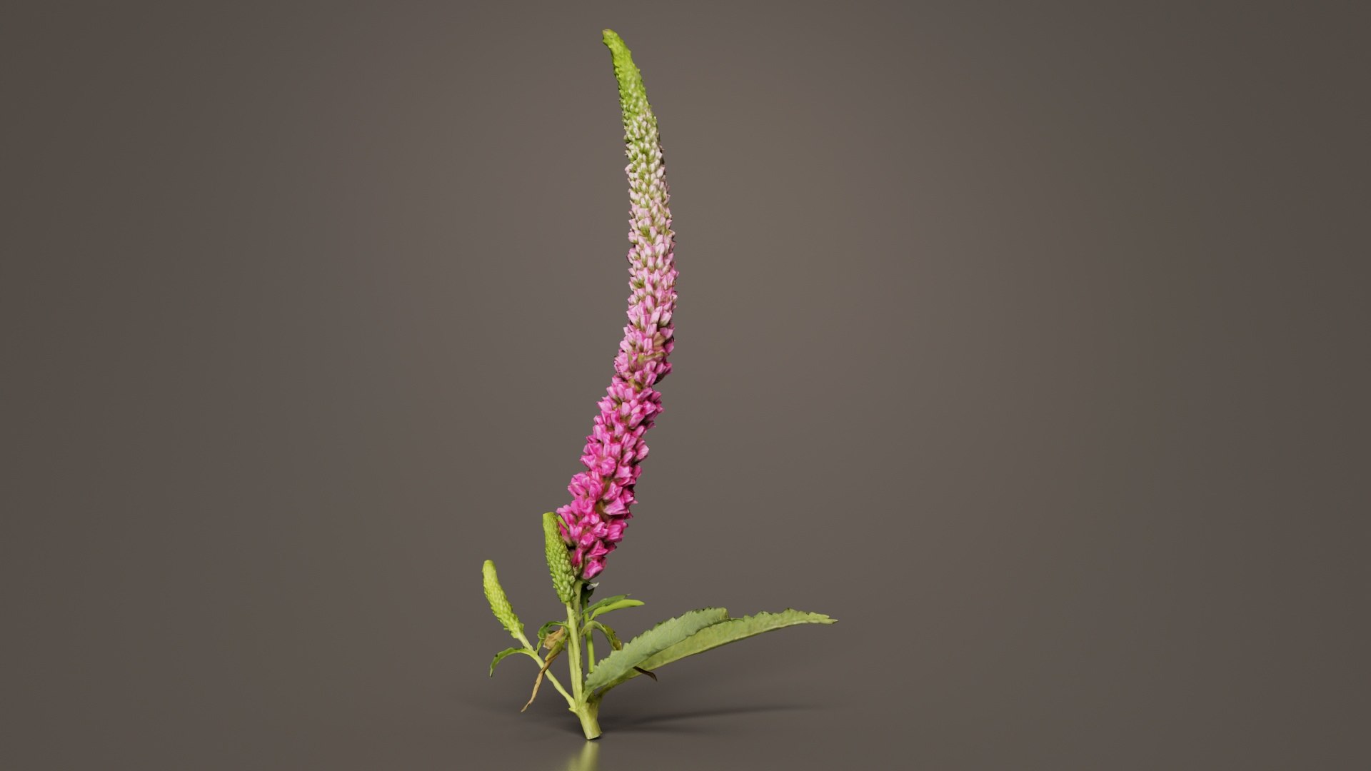 Summer Lilac Buddleja Davidii Butterfly Bush Remastered 3D Model ...