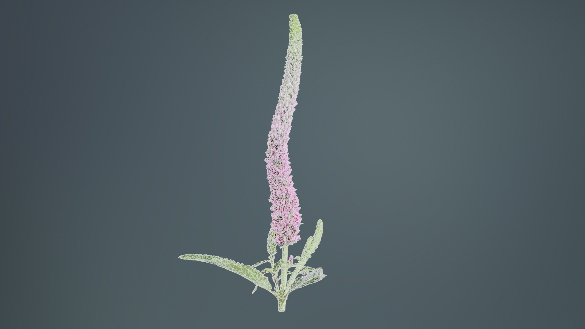 Summer Lilac Buddleja Davidii Butterfly Bush Remastered 3D Model ...