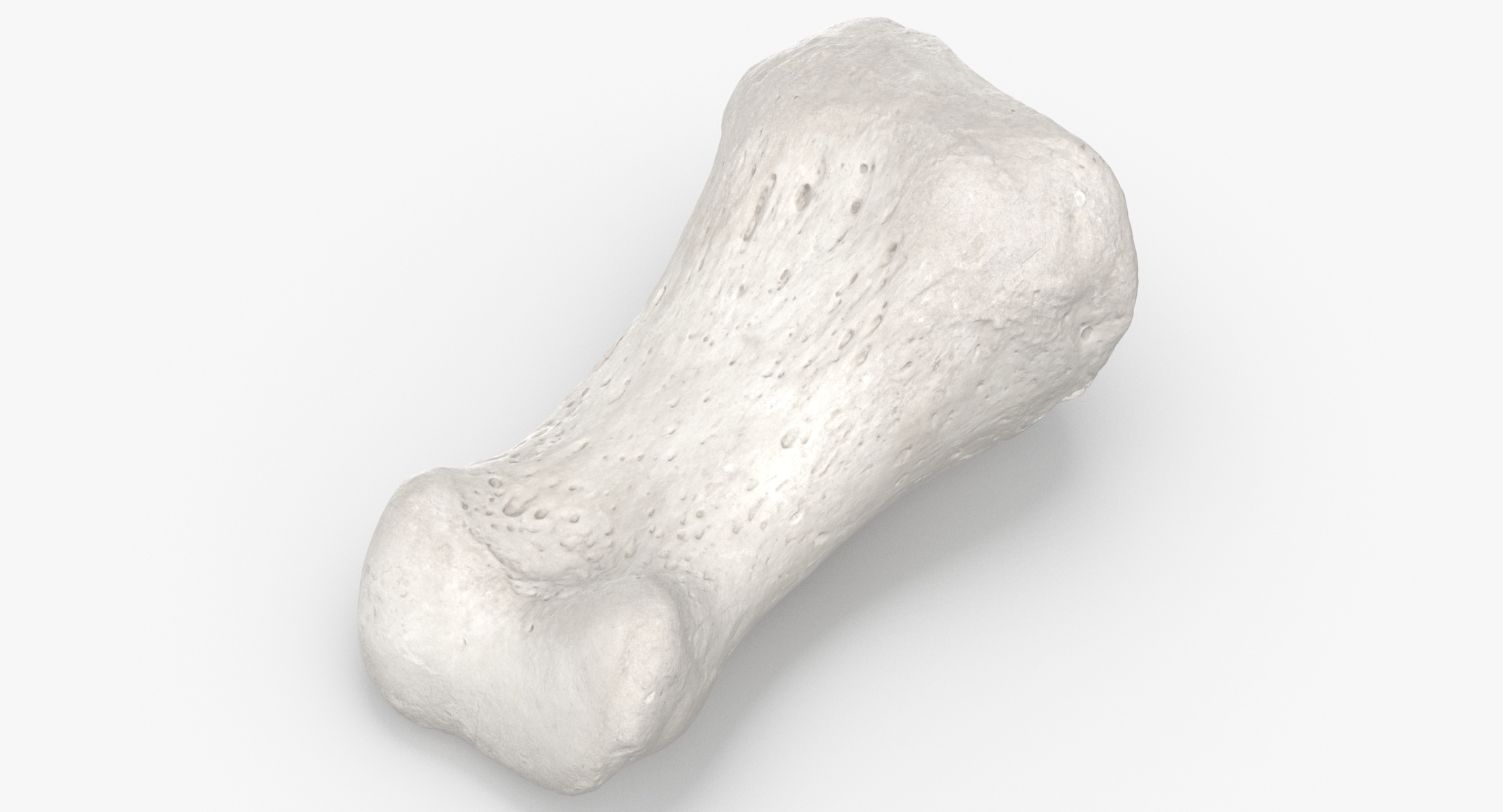 Human Foot Phalanx Bones of Big and Little Toe Collection White - 5 ...