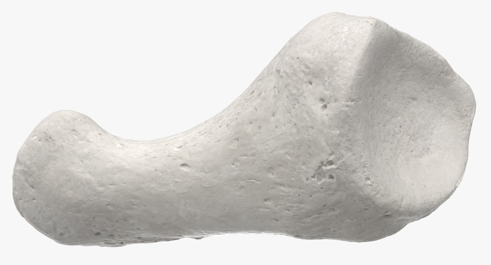 Human Foot Phalanx Bones of Big and Little Toe Collection White - 5 ...