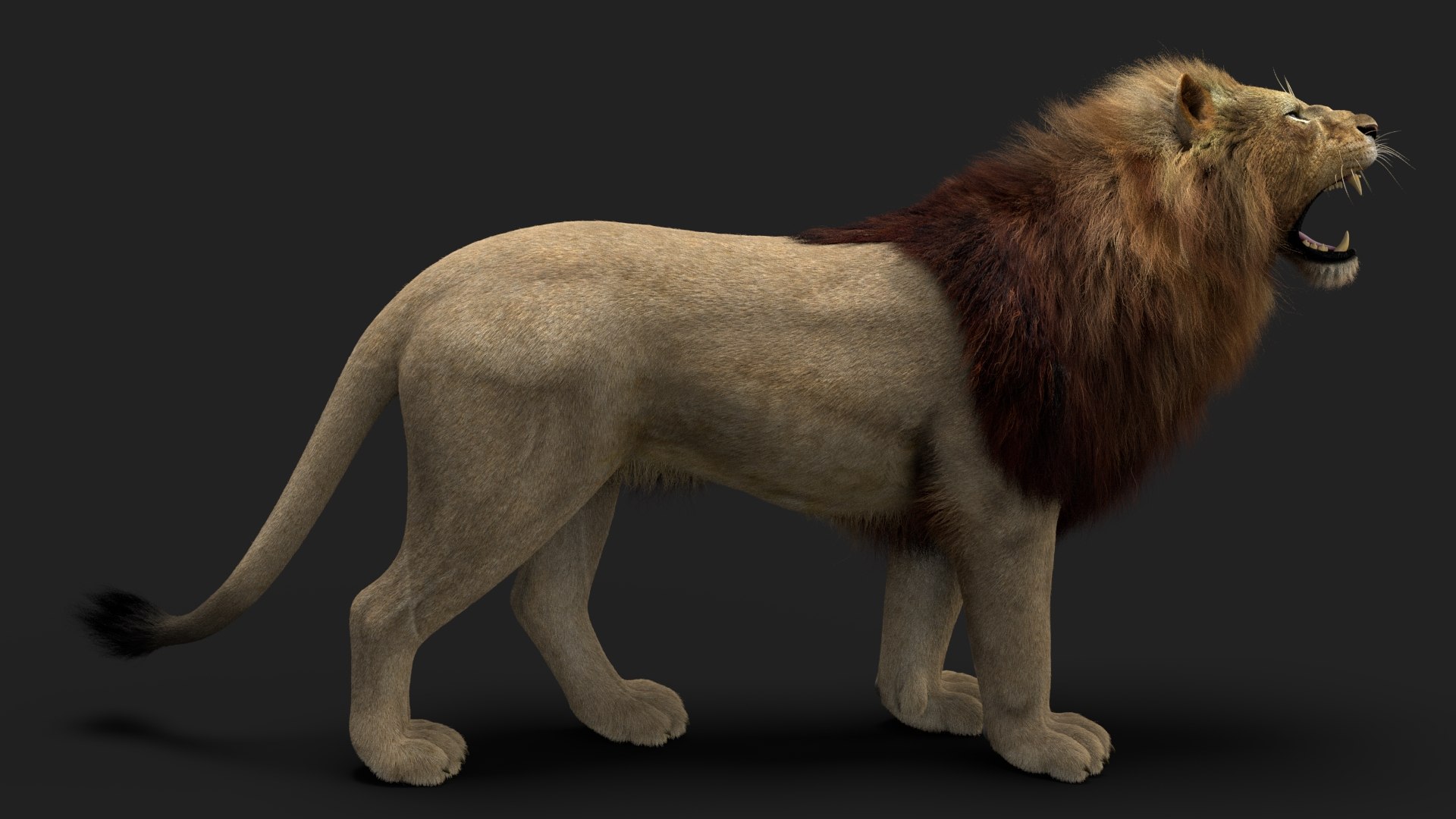 Photo Realistic Lion 3 3D - TurboSquid 1479604