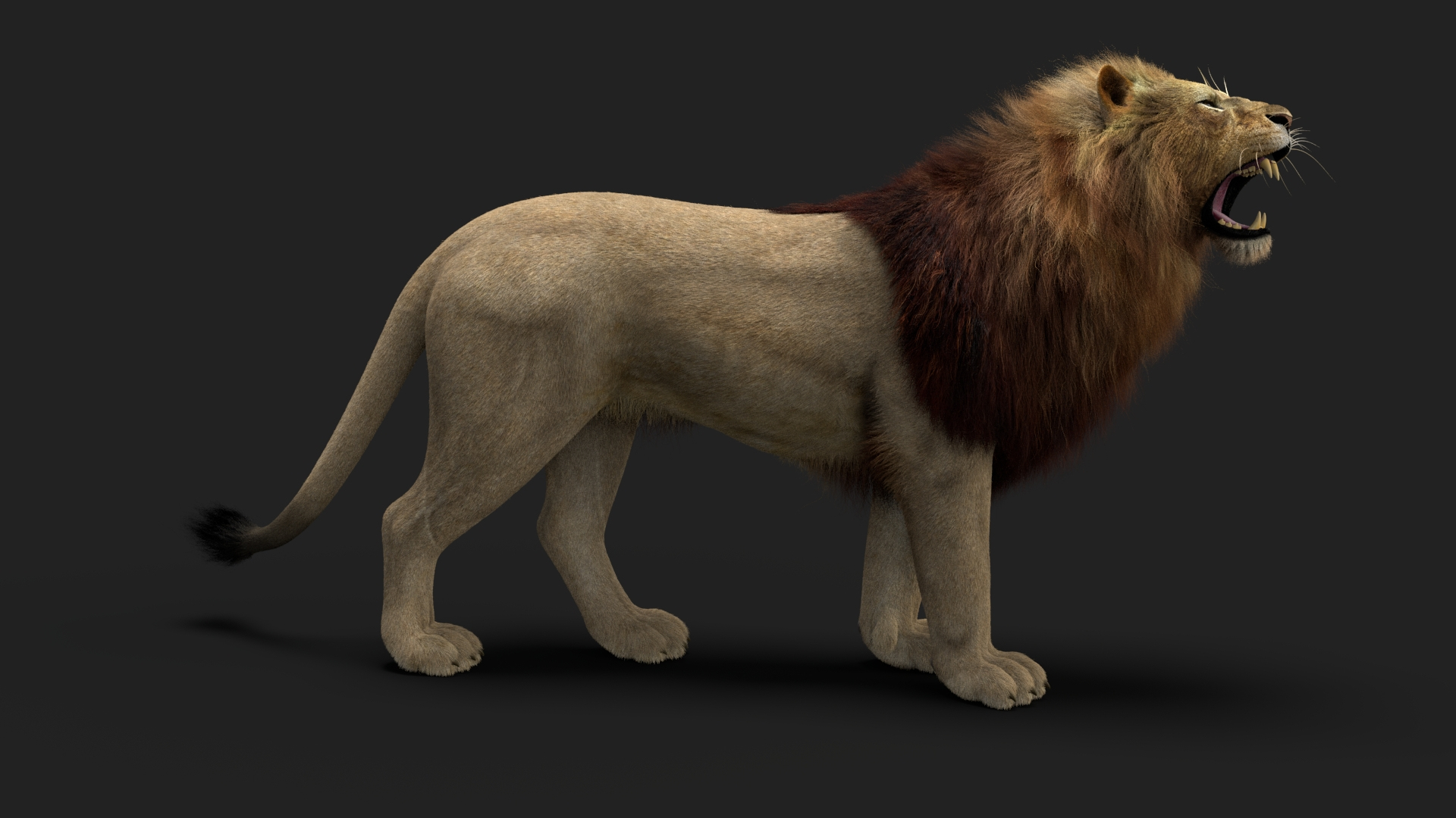 Photo Realistic Lion 3 3D - TurboSquid 1479604