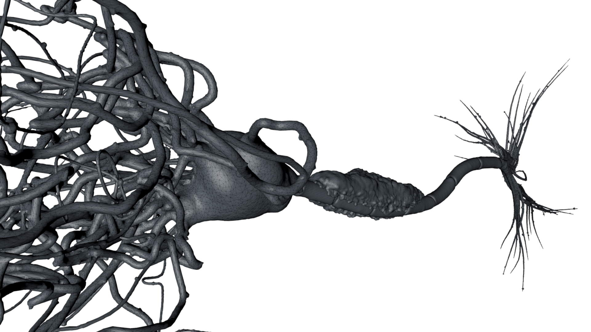 Neuron Myelin T-cell 3d Model