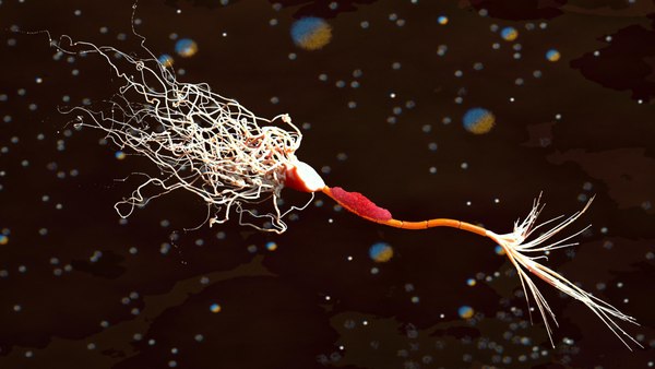 3d neuron myelin sheath model