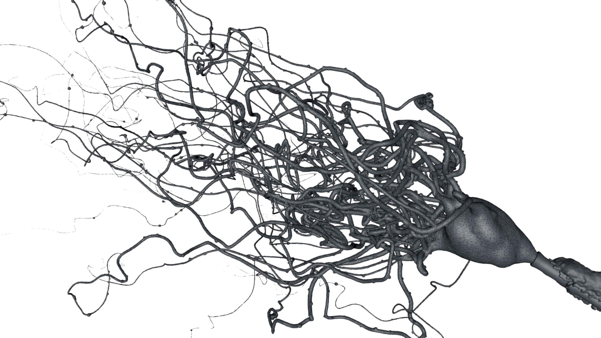 Neuron Myelin T-cell 3d Model