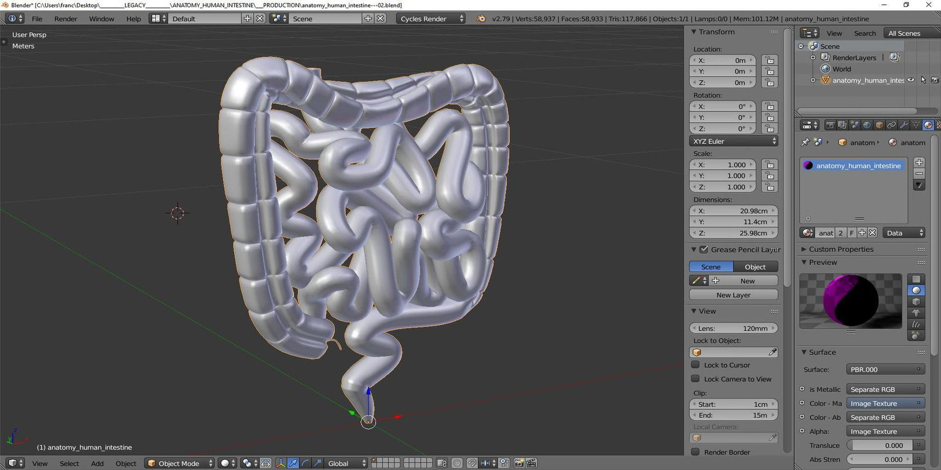 Human intestine 3D model - TurboSquid 1151752