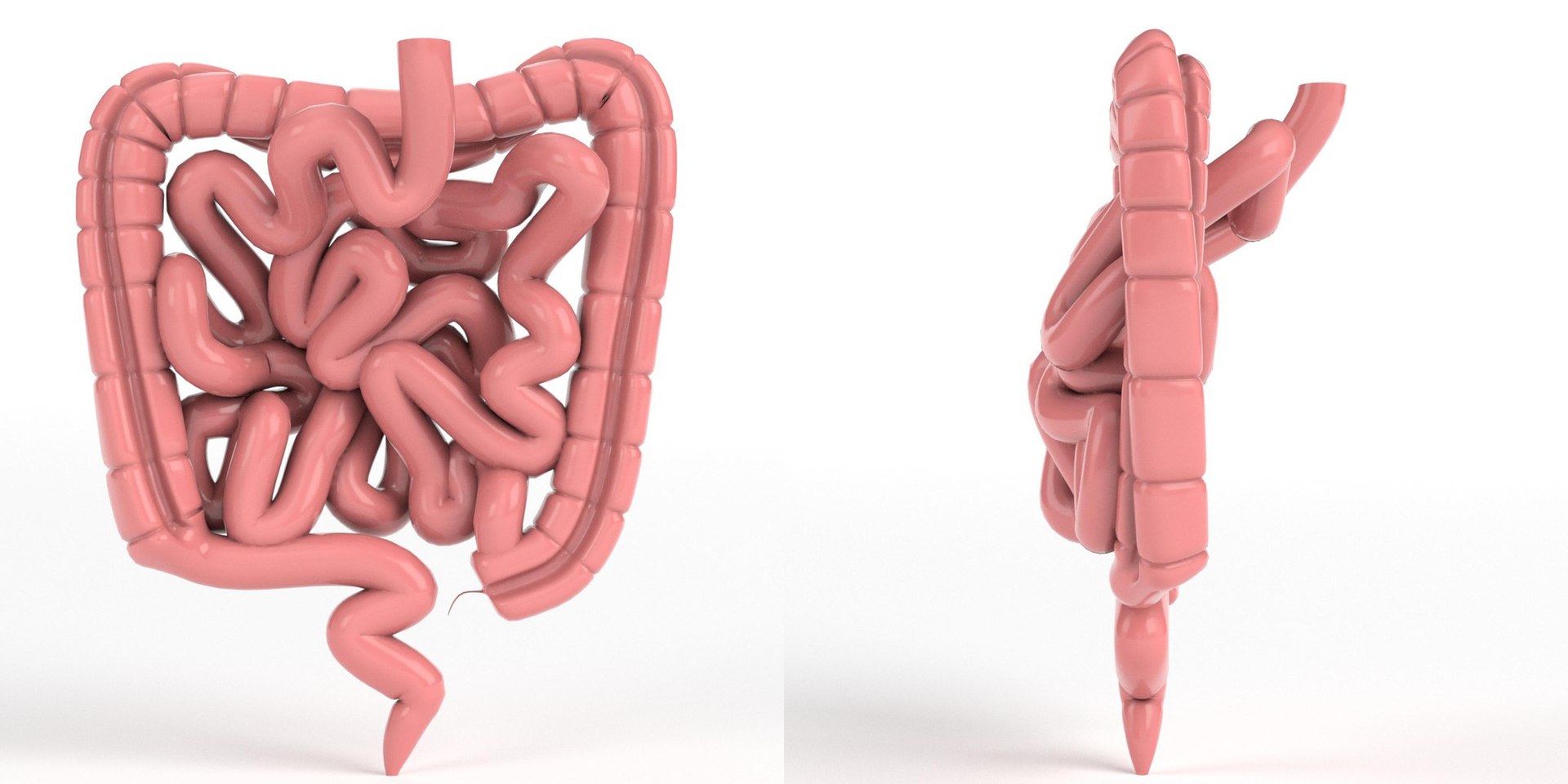 Human Intestine 3D Model - TurboSquid 1151752