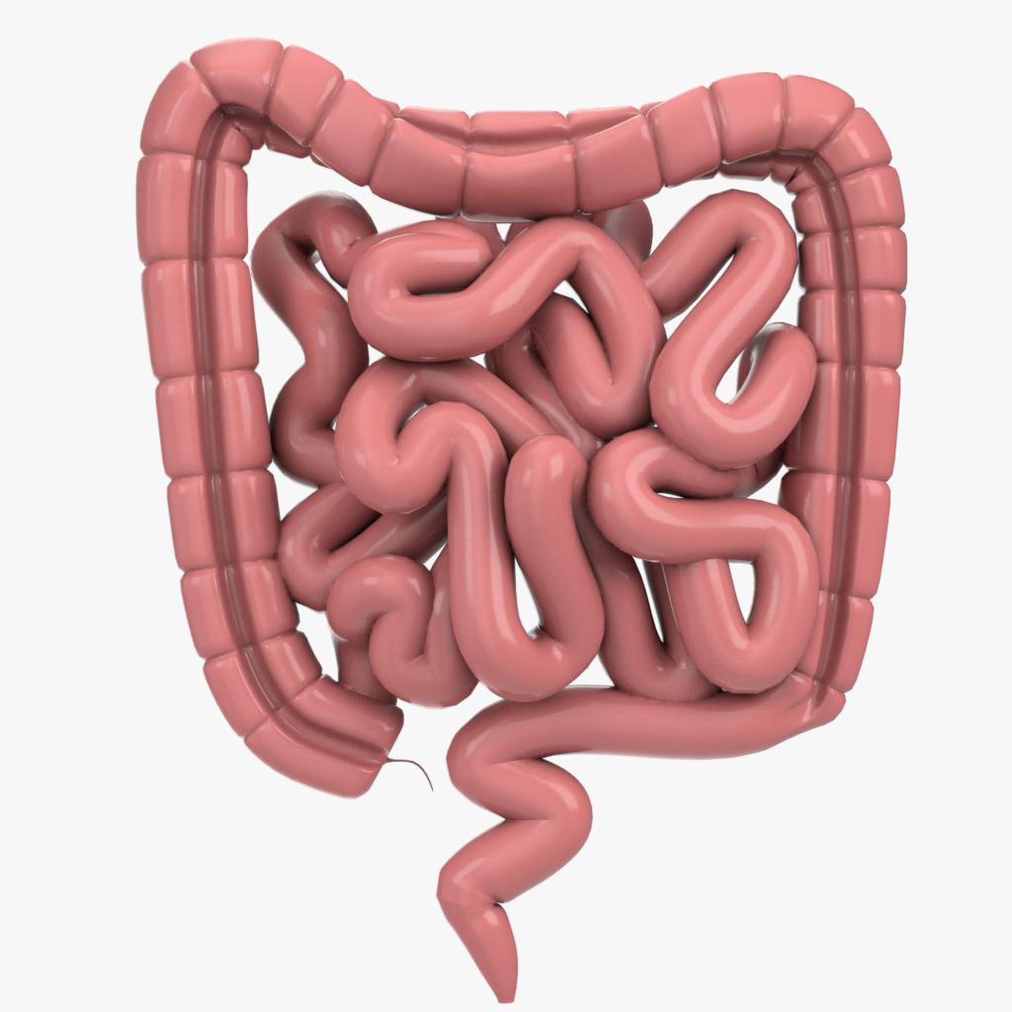 modelo 3d Anatomía del intestino humano - TurboSquid 1151752