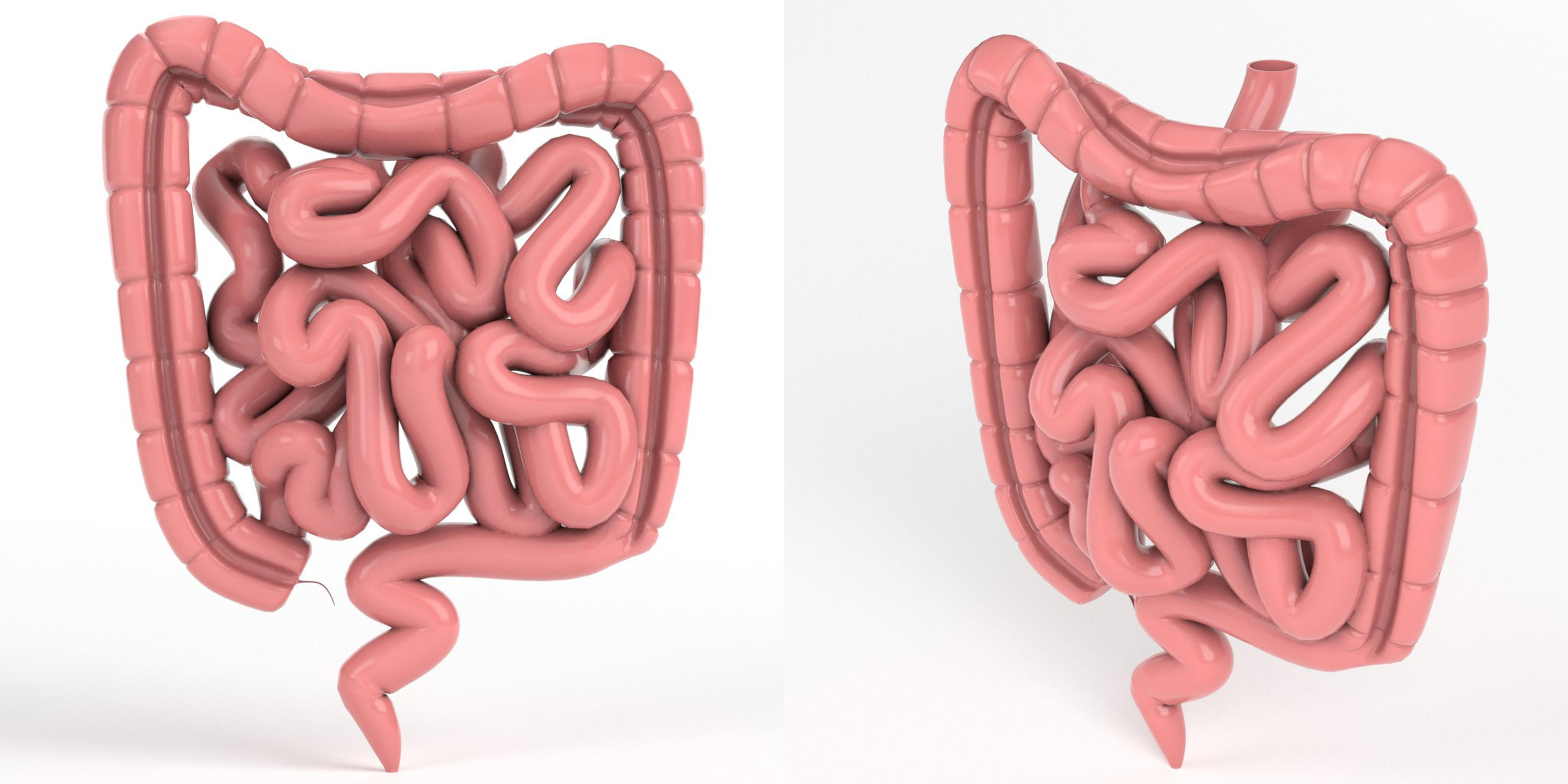 Human intestine 3D model - TurboSquid 1151752